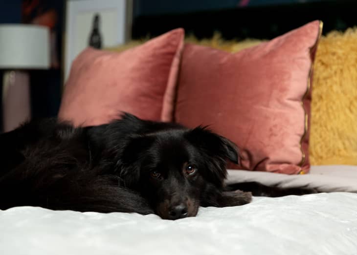 Signed Blake Gifford Chicago Apartment Photos | Apartment Therapy
