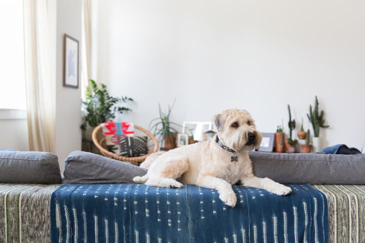 Bohemian Boston Loft Home Tour Photos | Apartment Therapy
