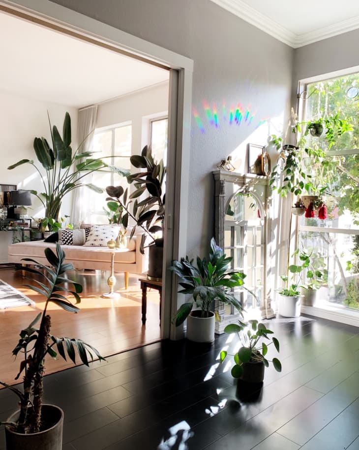 Plant Filled Sunny San Francisco Apartment | Apartment Therapy