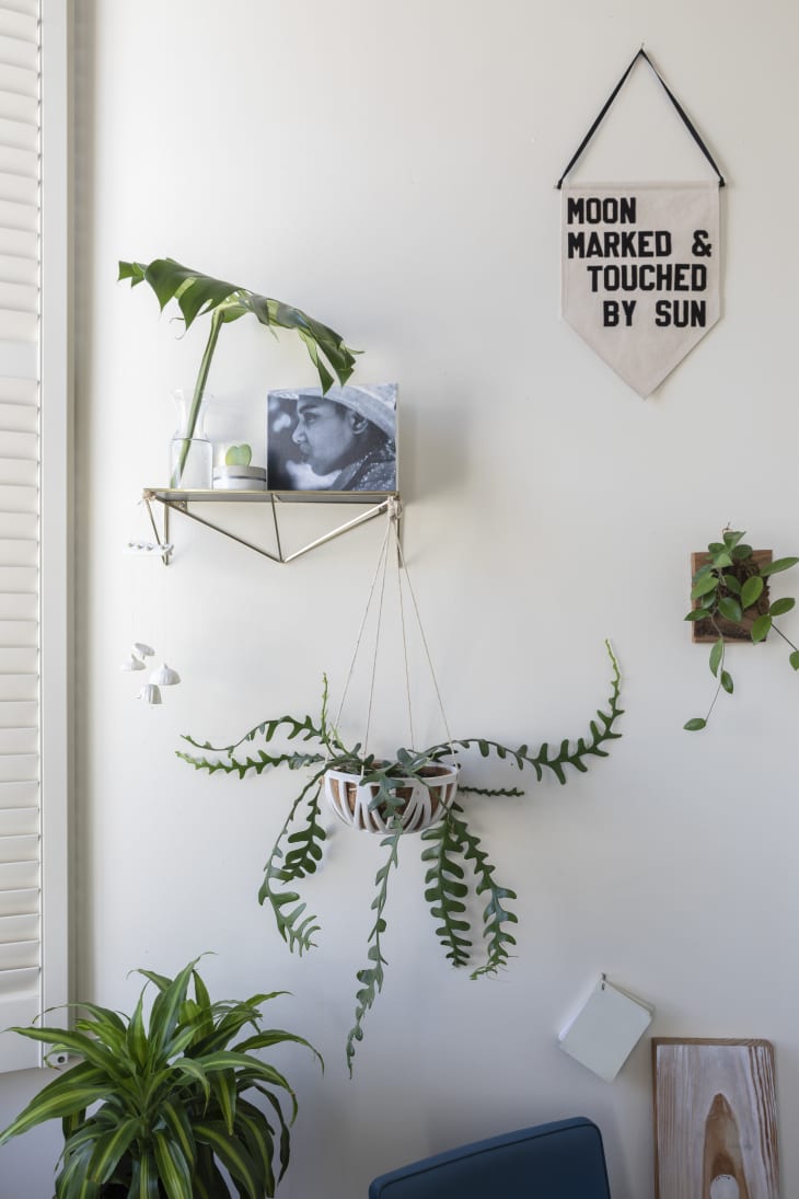 How to Display Houseplants: 100 of Our Favorite Plant-Display Ideas ...