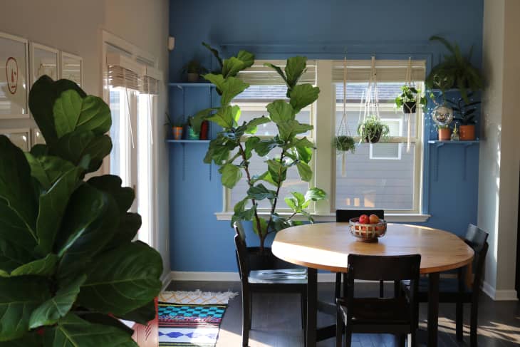 How to Display Houseplants: 100 of Our Favorite Plant-Display Ideas ...