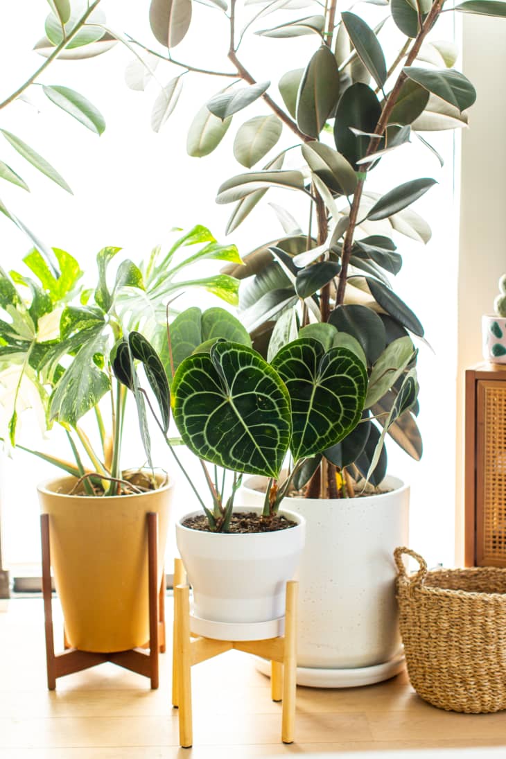 Trinity Shi Cube House Jungle Plant Expert Tips and Inspiration ...