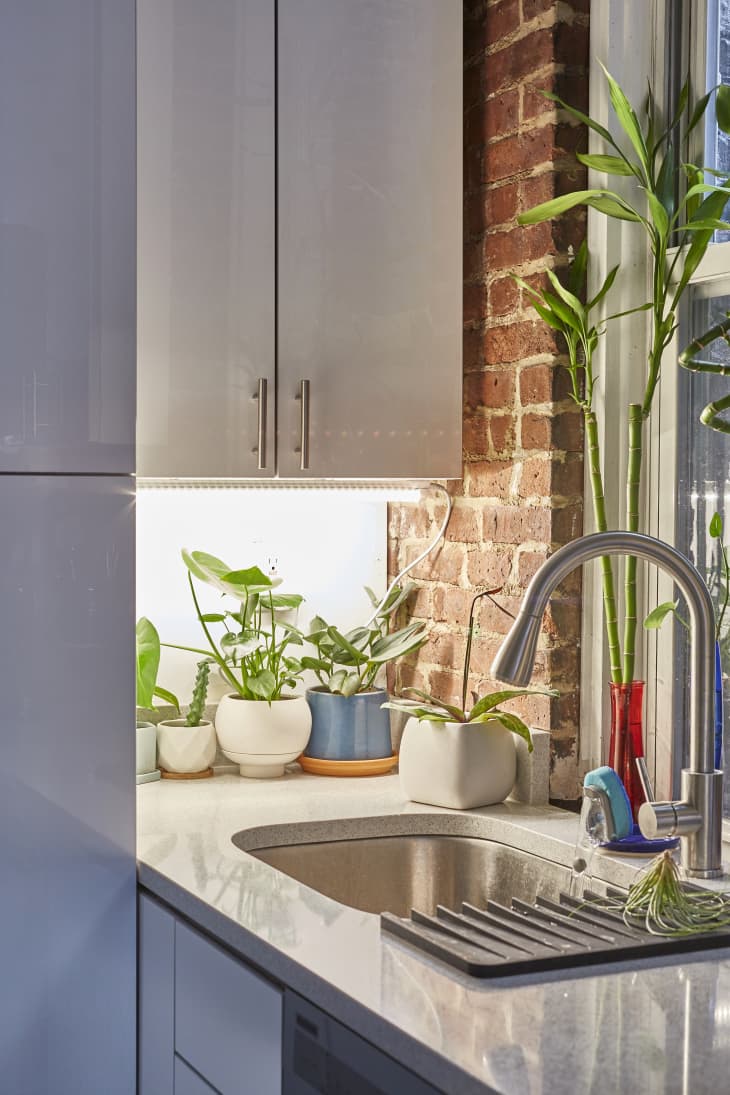 The Trick To Keeping Plants Alive on Your Kitchen Counters | The Kitchn