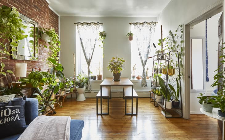PlantMePaul NYC Plant-Filled Rental Apartment Photos | Apartment Therapy