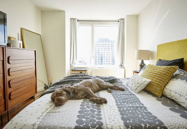 Vanessa Hill Sleep Scientist NYC Apartment Tour | Apartment Therapy