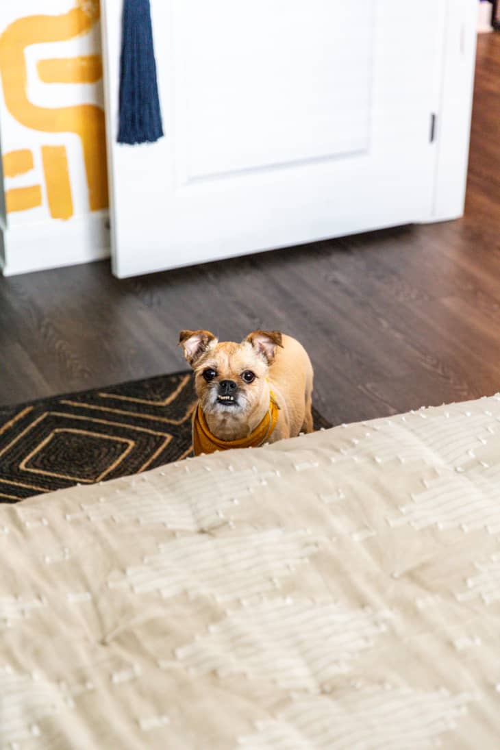 Just 18 Ridiculously Cute Pets We Saw in House Tours This Year ...