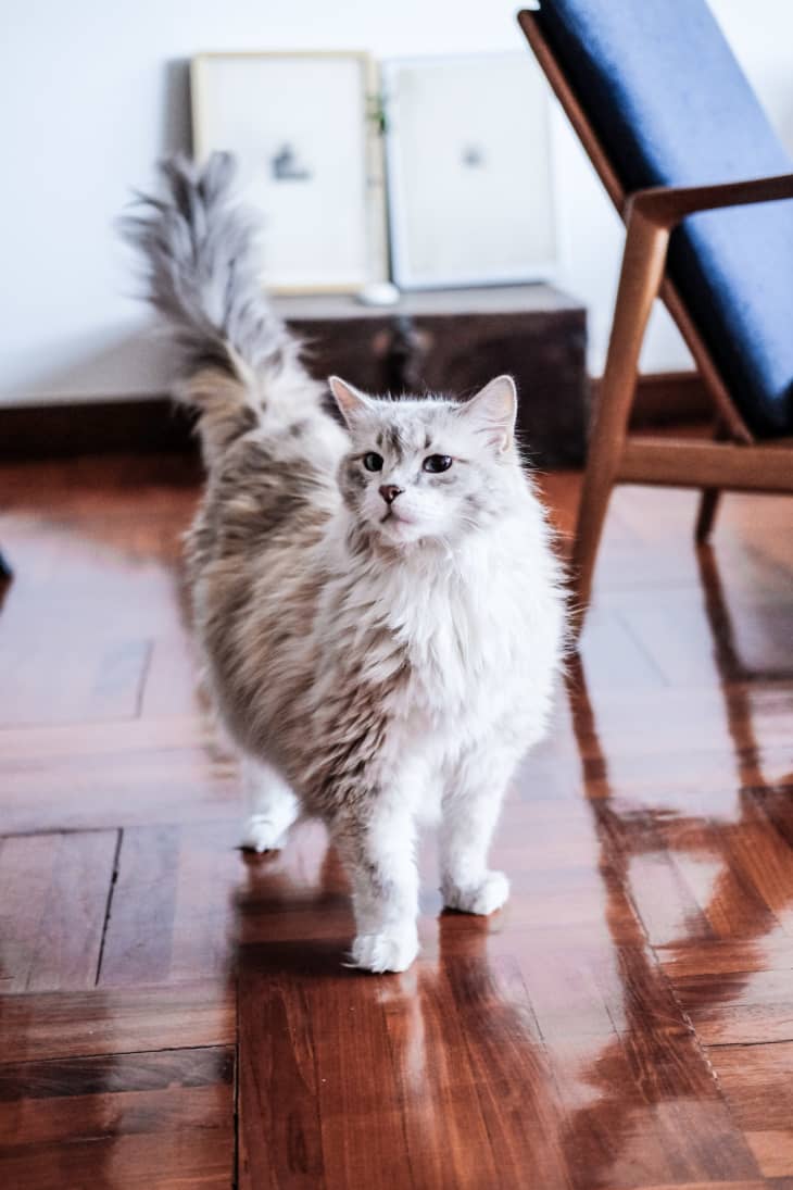 6 Hypoallergenic Cat Breeds for People With Allergies | Apartment Therapy