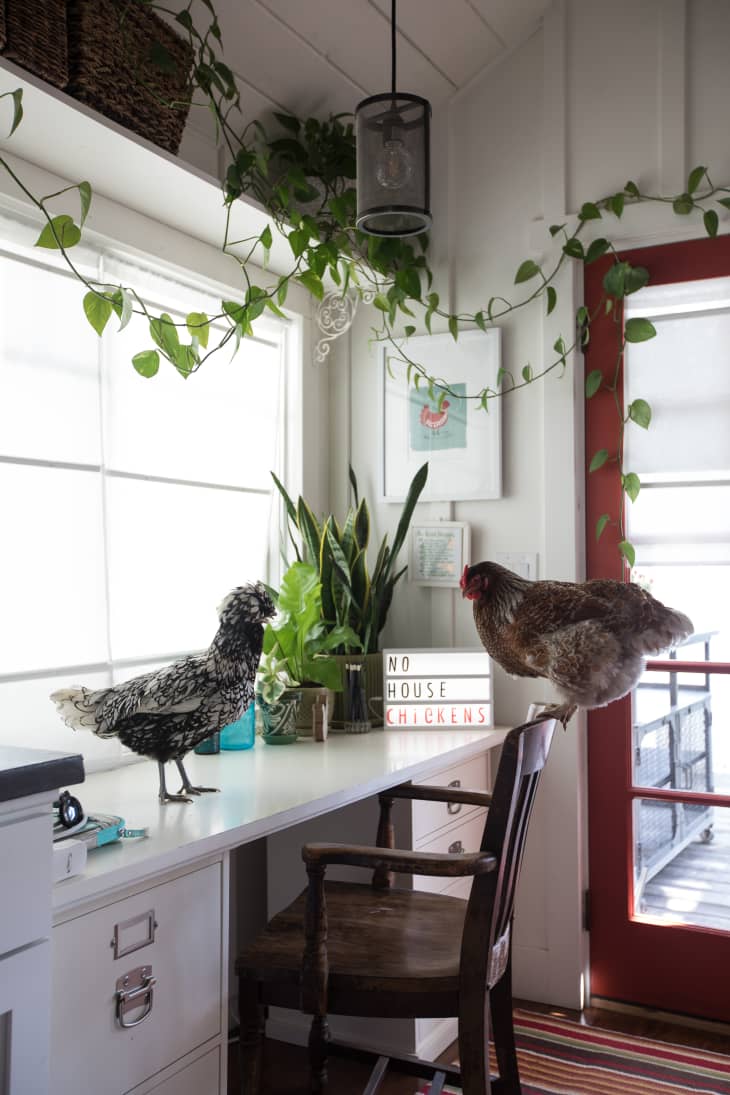 5 Beginner Tips for Raising Backyard Chickens | Apartment Therapy