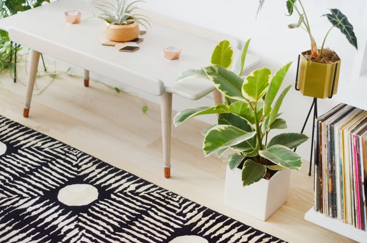 Rotate and Fertilize Plants - Weekend Projects 2018 | Apartment Therapy