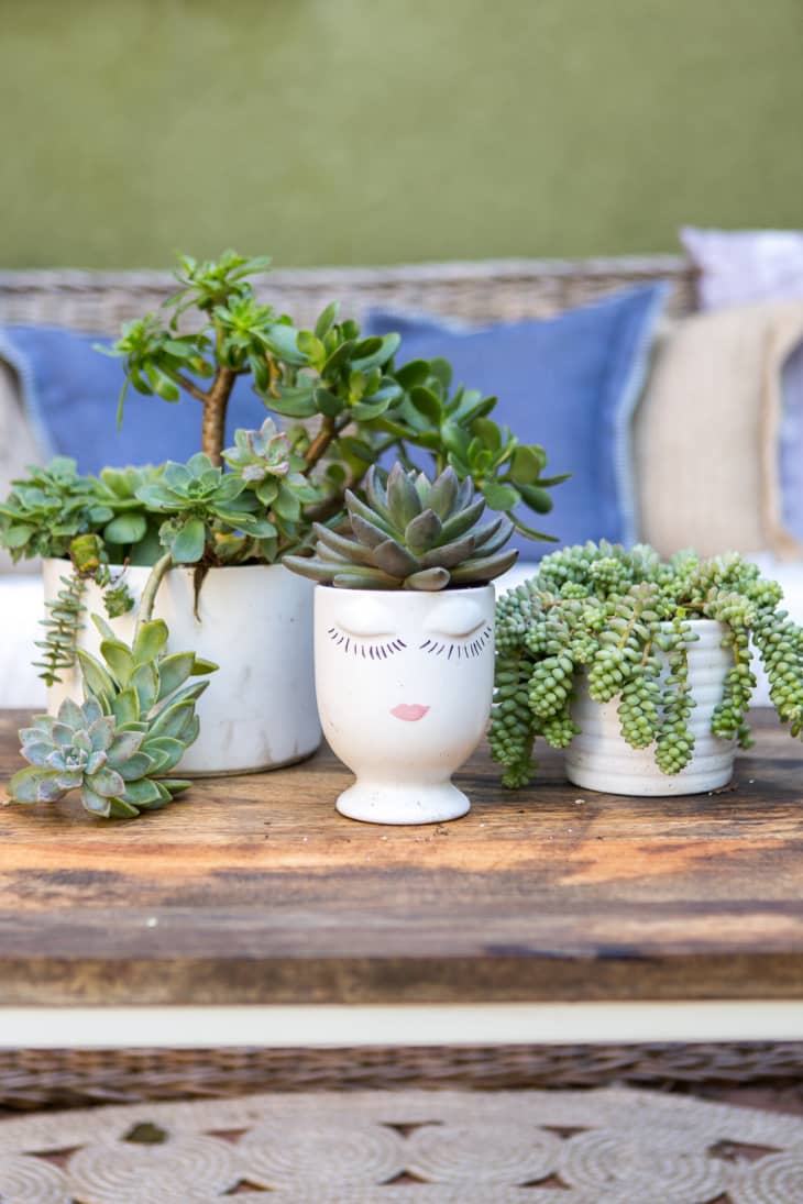 Succulent Care - How to Grow Succulents | Apartment Therapy