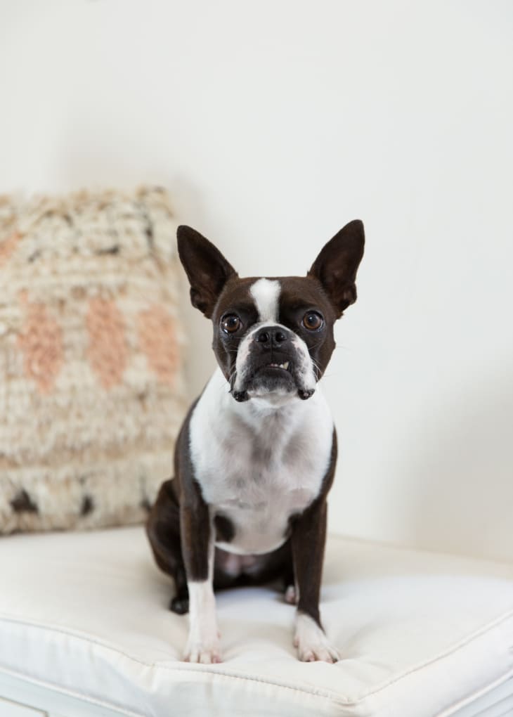 28 Best Small Dog Breeds (With Photos) | Apartment Therapy