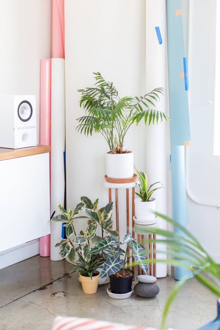 Best Indoor Trees - Large Floor Plants for a Bold Statement | Apartment ...