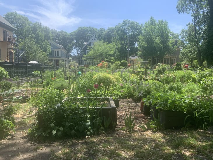 6 Reasons to Join Your Local Garden Club | Apartment Therapy