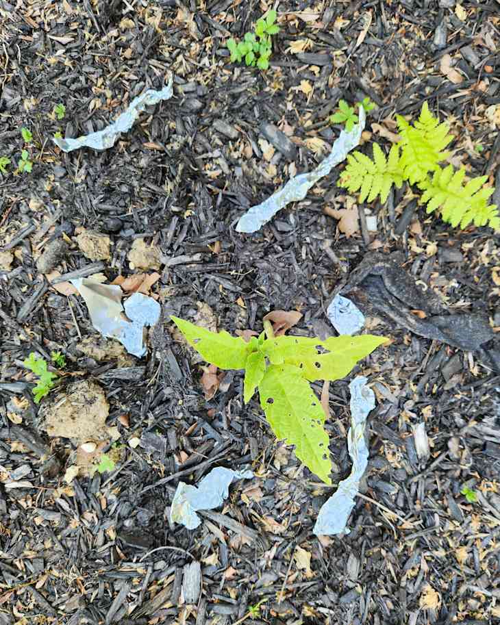 I Tried Aluminum Foil as Garden Pest Control | Apartment Therapy