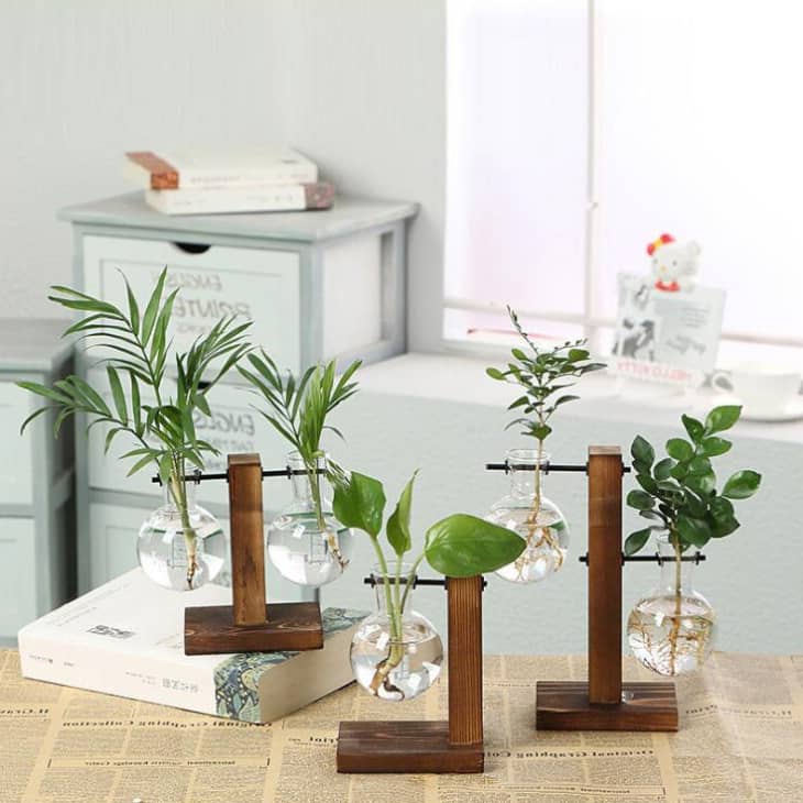 The Best Plant Propagation Stations to Buy Online | Apartment Therapy