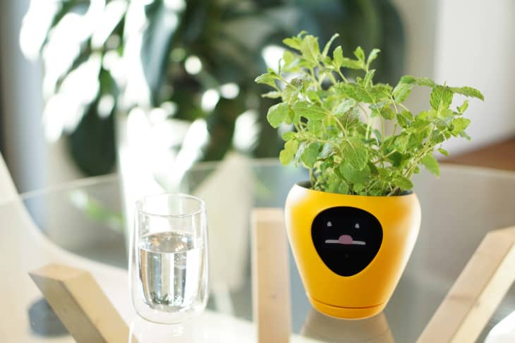 Smart Planter Emotions Indiegogo Lua | Apartment Therapy