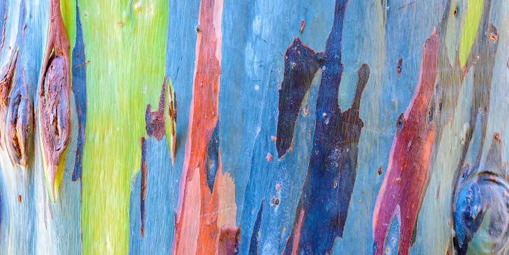 Rainbow Eucalyptus Tree | Apartment Therapy