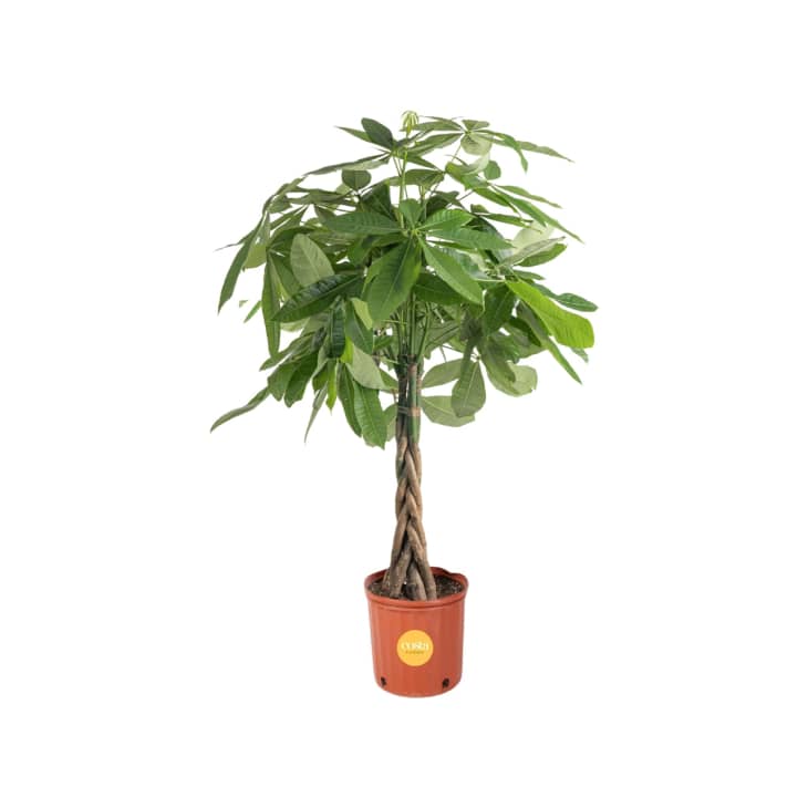 costco money tree 2021