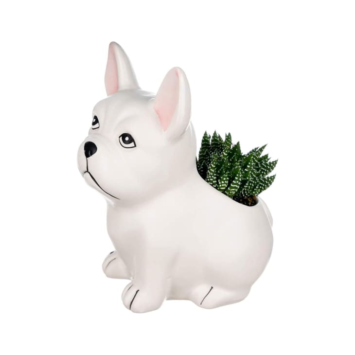 Target's $10 Frenchie Planter Is the Cutest V-Day Gift | Apartment Therapy