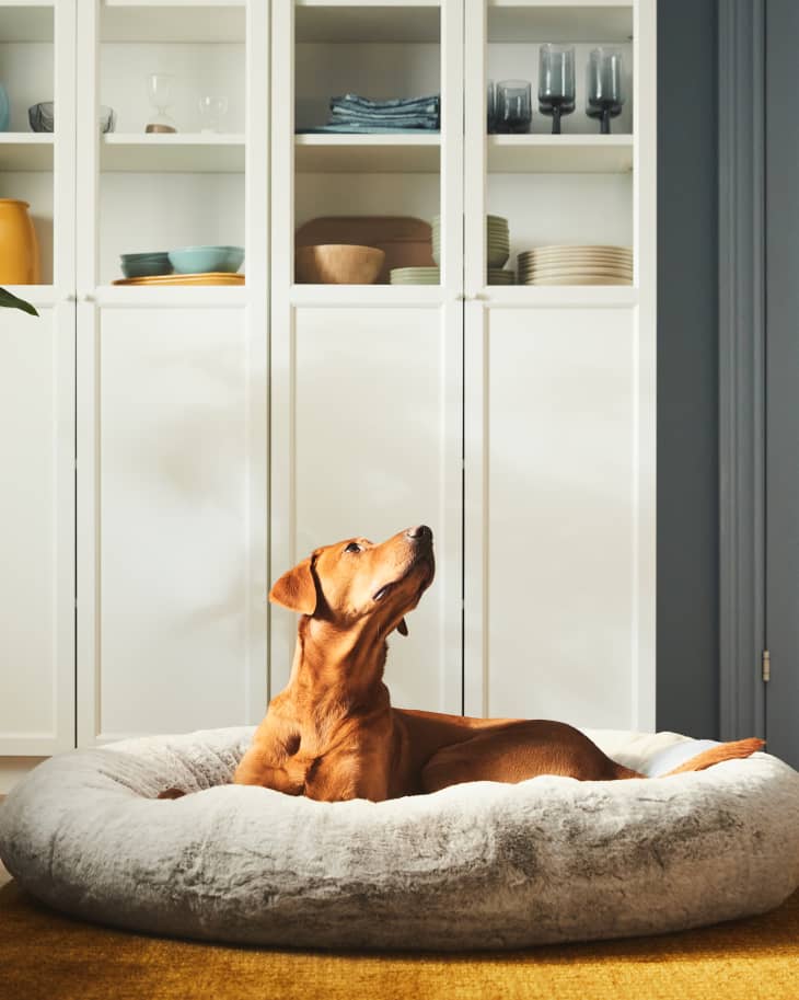 IKEA's New Pet Collection Includes a Luxurious Cat Tent | Apartment Therapy