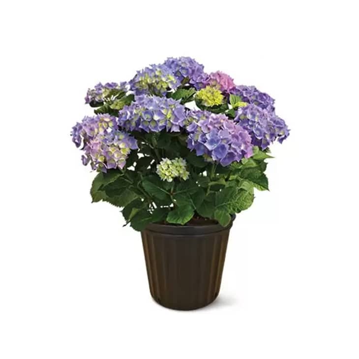 Aldi’s Gorgeous $13 Potted Hydrangeas Are Back in Stores | Apartment ...