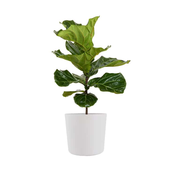 Costco Just Got In A Huge Shipment Of Ficus Plants | Apartment Therapy