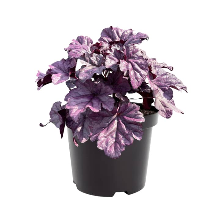Aldi’s $6 Spring Perennials Are So Gorgeous You’ll Want 5 | Apartment ...