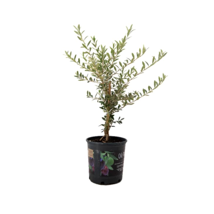 Aldi Is Selling $12 Olive Trees | Apartment Therapy