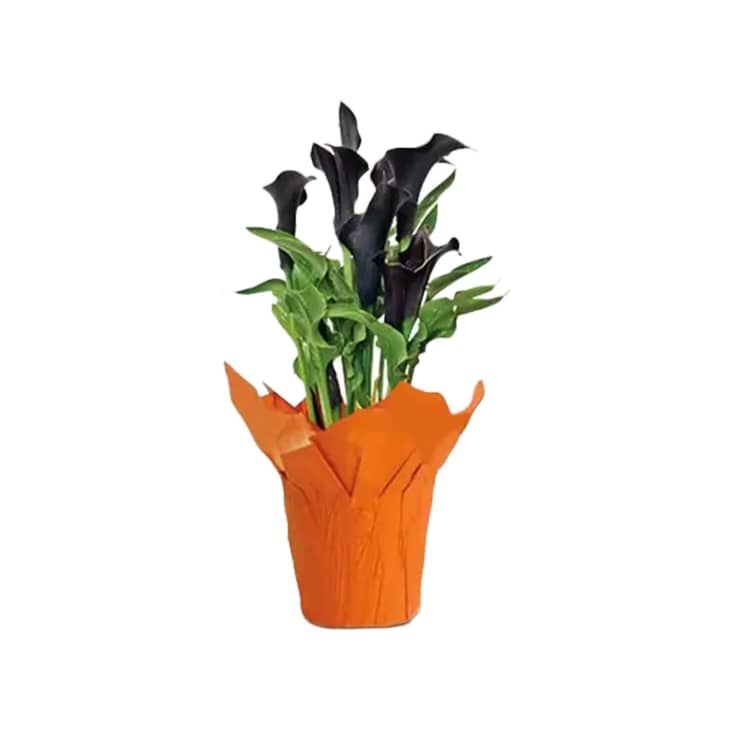 Aldi’s 10” Assorted Plants Are Just $15 Right Now | Apartment Therapy