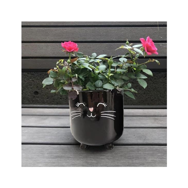 Trader Joe’s $5 “Kitty Boo” Planters Are Back for 2023 | Apartment Therapy
