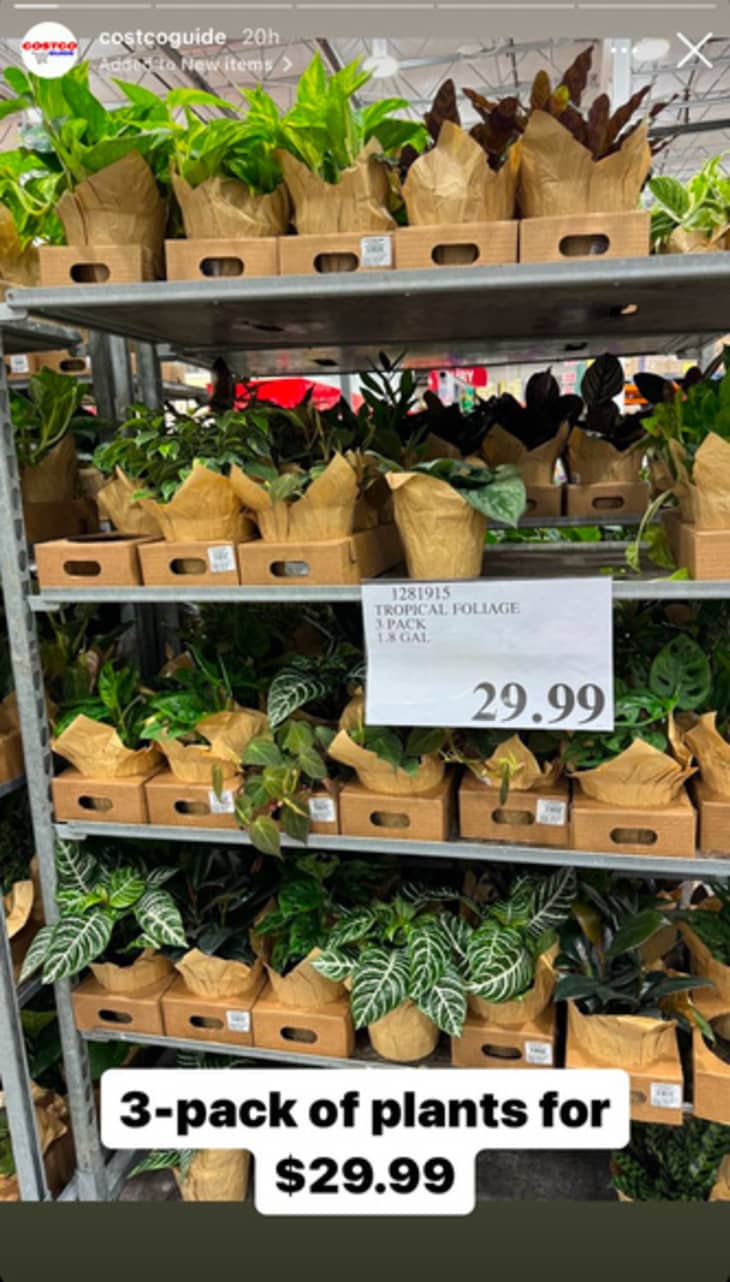 Costco’s $30 3-Pack Set of Plants Is a Must-Have | Apartment Therapy