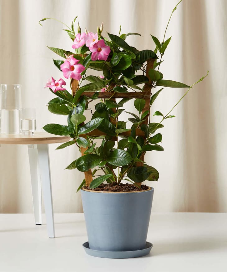 Bloomscape Launches New Collection of Colorful Outdoor Plants ...