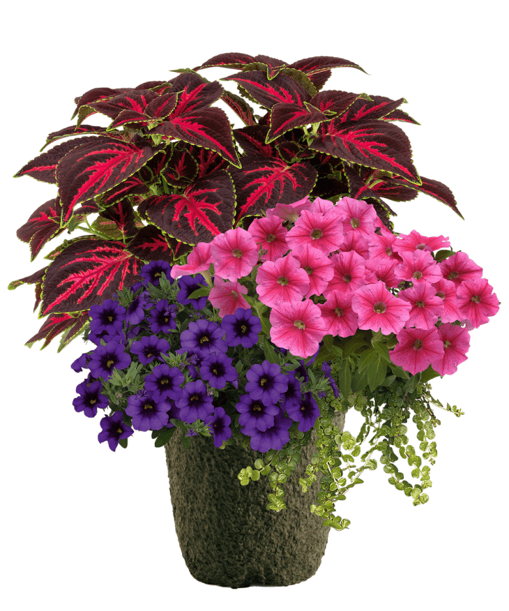 Bloomscape Launches New Collection of Colorful Outdoor Plants ...