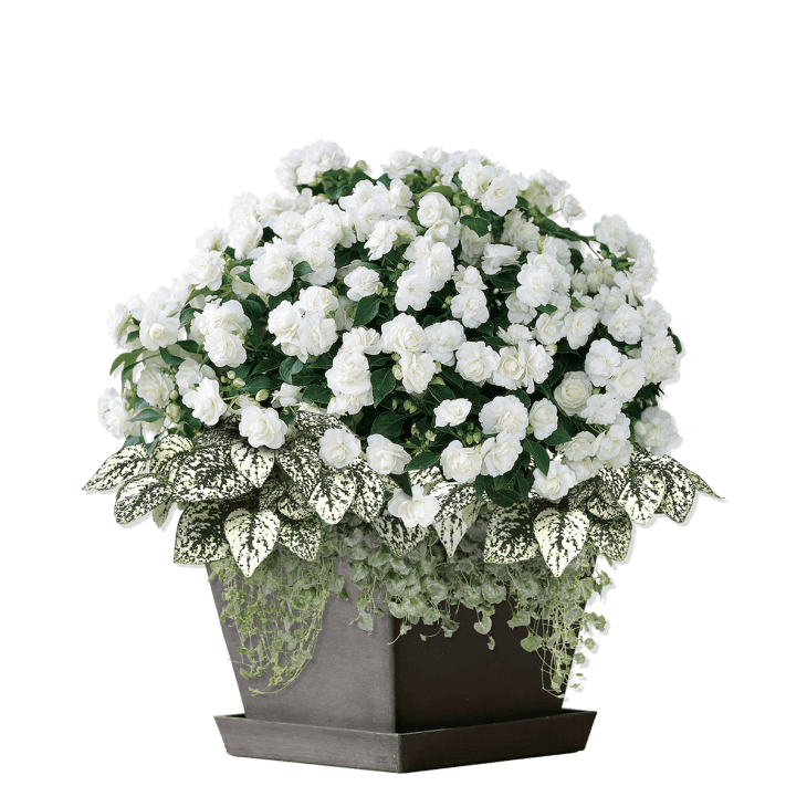 Bloomscape Launches New Collection of Colorful Outdoor Plants ...