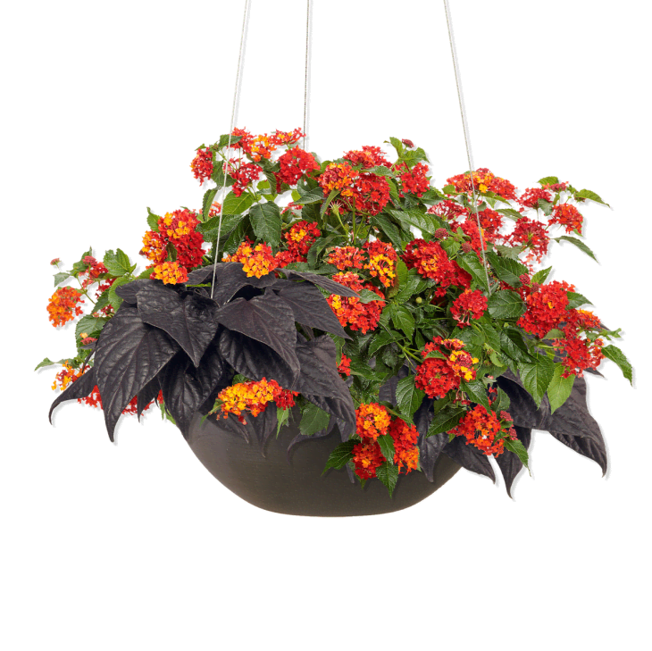 Bloomscape Launches New Collection of Colorful Outdoor Plants ...