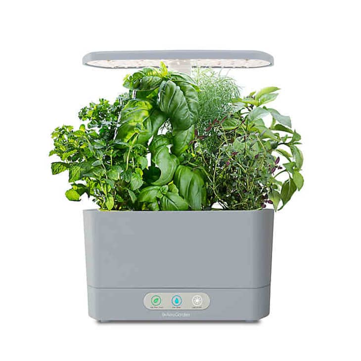 10 Best Indoor Herb Growing Kits of 2021 | Apartment Therapy