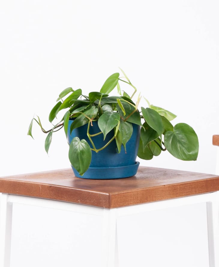 The Best Plants to Give as Gifts | Apartment Therapy