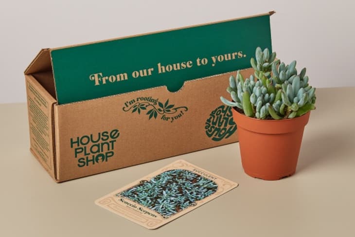 8 Best Plant Subscription Services | Apartment Therapy