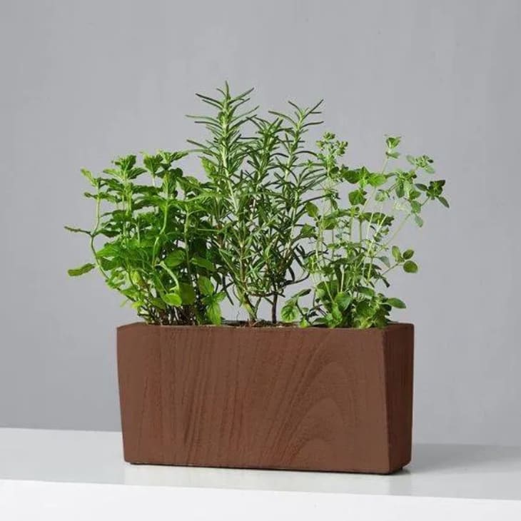 10 Best Indoor Herb Growing Kits of 2021 | Apartment Therapy