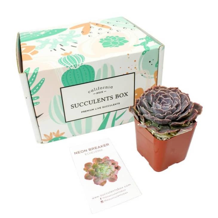 8 Best Plant Subscription Services | Apartment Therapy