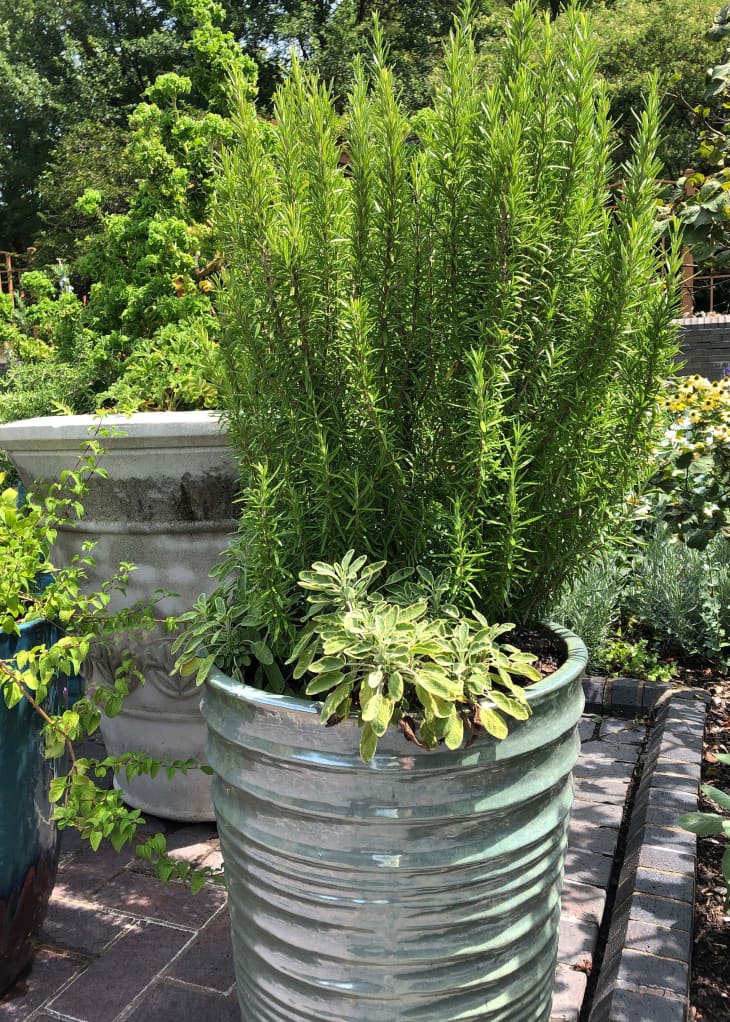 4 Container Garden Tips That’ll Boost Your Curb Appeal for Spring ...