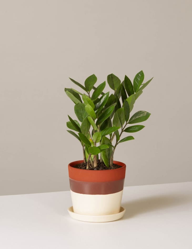 12 Budget-Friendly Sources for Buying Plants Online | Apartment Therapy