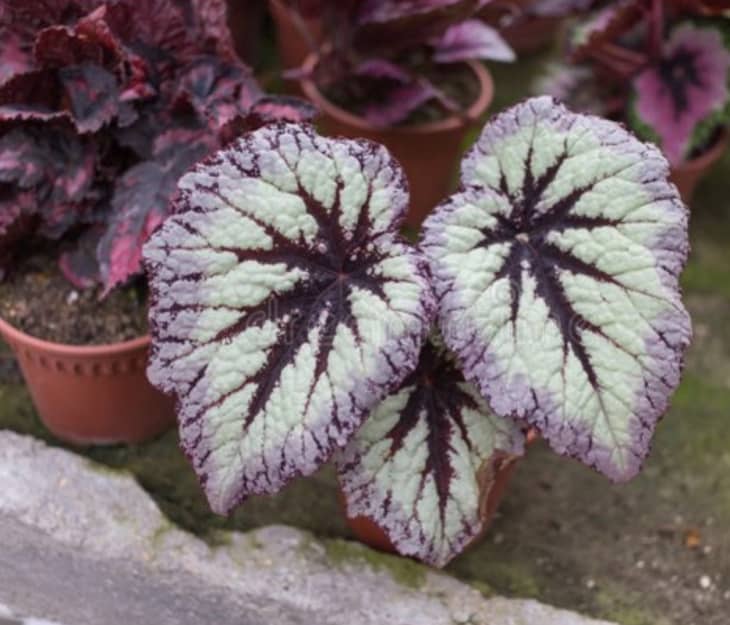 The Best Indoor House Plants (From Easy to Difficult to Care For ...