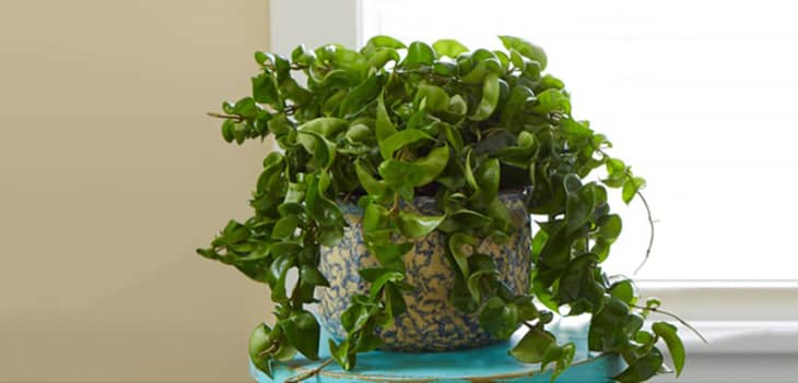 The 5 Most Popular Houseplants of 2023, According to a Horticulturist ...