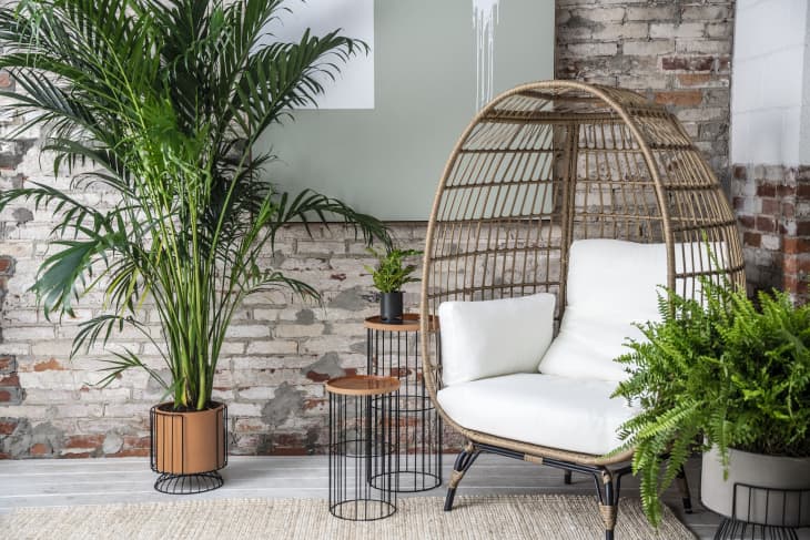 Plant Expert Hilton Carter & Target Are Launching Another Collection ...
