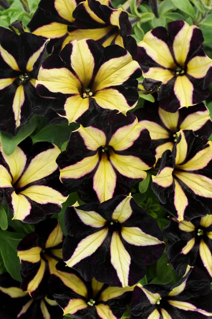 The Black Petunias Are Perfect for Your Dream “Goth Garden” | Apartment ...
