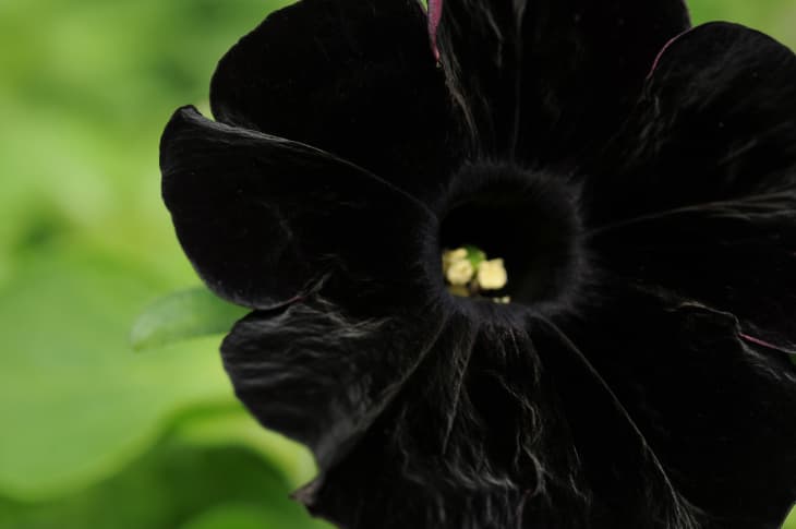 The Black Petunias Are Perfect for Your Dream “Goth Garden” | Apartment ...