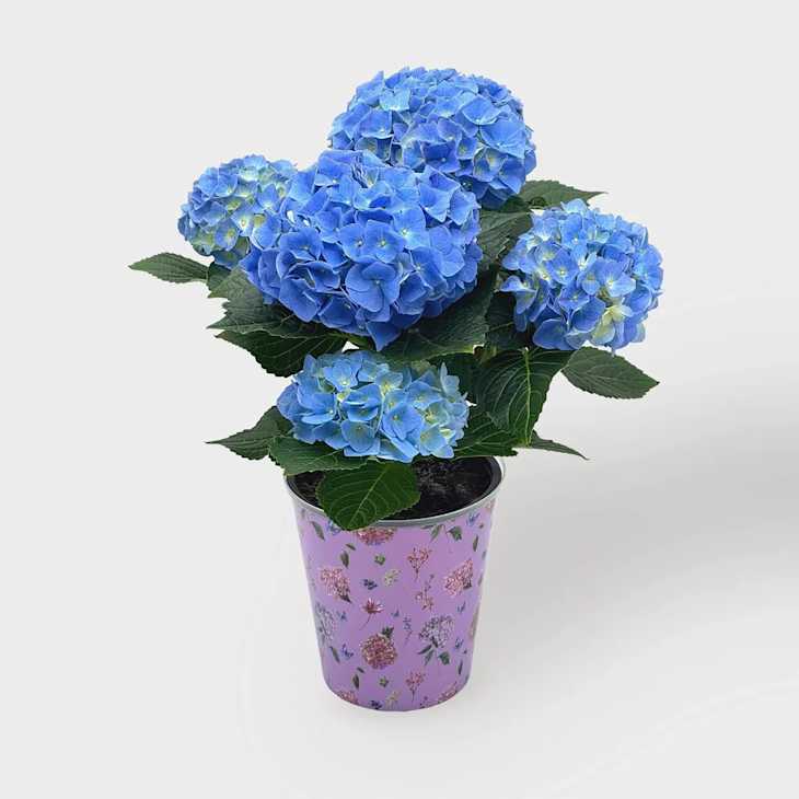 Target’s Good Little Garden Just Launched, and It’s So Cute | Apartment ...