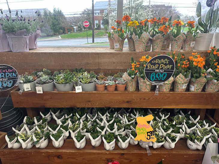 Trader Joes Bunny Planter