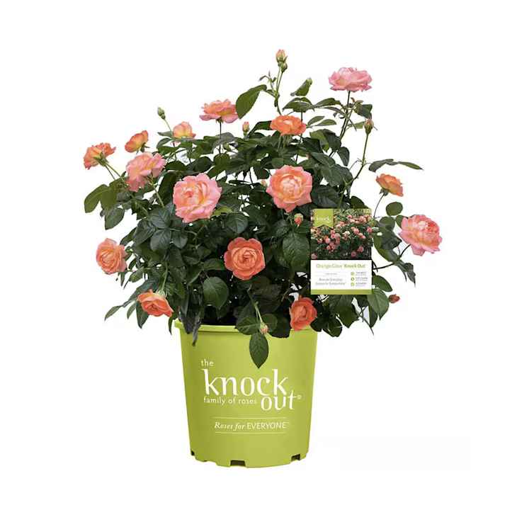 Martha Stewart Created Her Own Rose Variety That You Can Buy ...